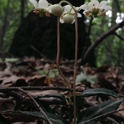 Spotted Wintergreen (Chimaphila Maculata) Plant Care & How to Grow, Water