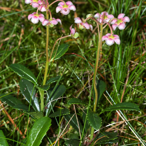 Pipsissewa (Chimaphila Umbellata) Plant Care & How to Grow, Water