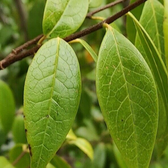 Chimonanthus Nitens Plant Care & How to Grow, Water