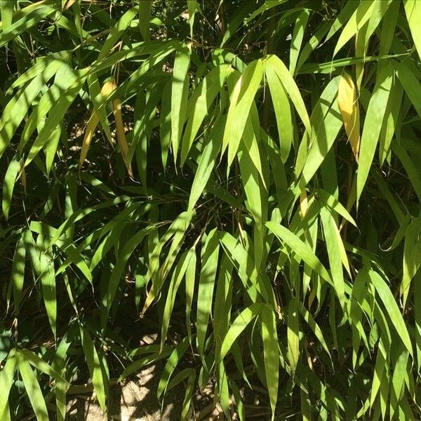 Square Bamboo (Chimonobambusa Quadrangularis) Plant Care & How to Grow ...