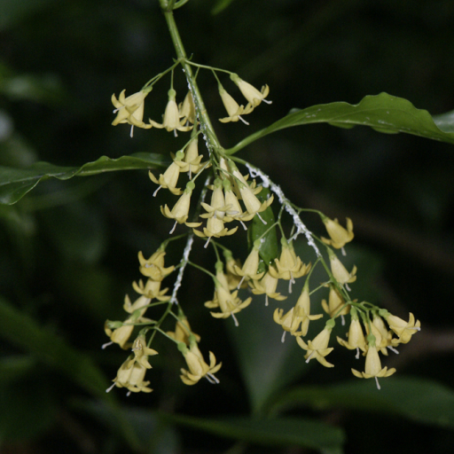 Milkberry (Chiococca Alba) Plant Care & How to Grow, Water