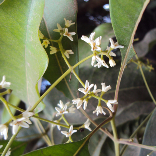 Native Olive (Chionanthus Ramiflorus) Plant Care & How to Grow, Water