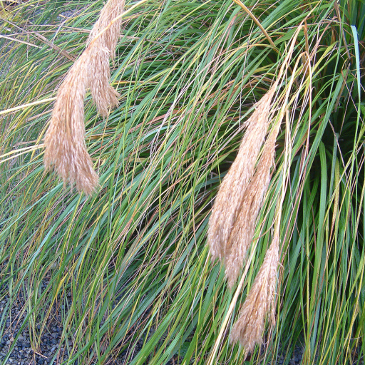 Te Mata Peak Tussock (Chionochloa Flavicans) Care Guide: Water, Soil ...