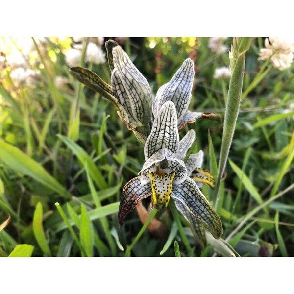 Porcelain Orchid (Chloraea Magellanica) Plant Care & How to Grow, Water