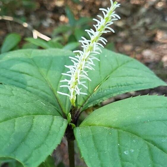 Chloranthus Henryi Plant Care & How to Grow, Water