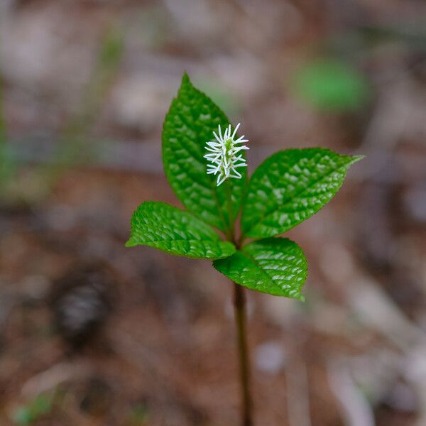 Chloranthus Japonicus Plant Care & How to Grow, Water