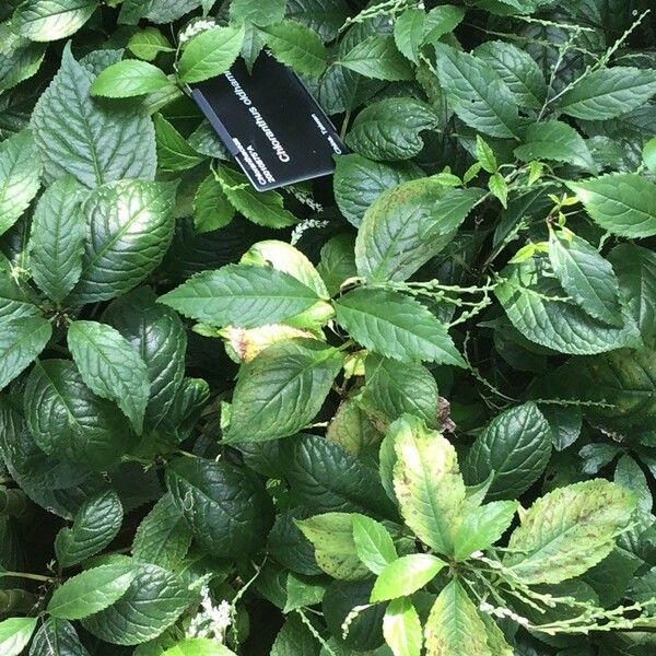 Chloranthus Oldhamii Plant Care & How to Grow, Water