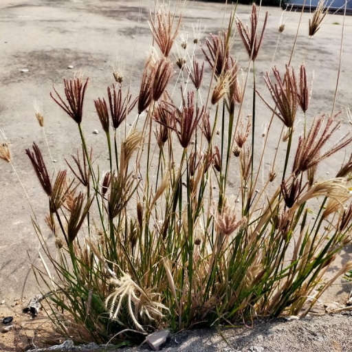 Swollen Fingergrass (Chloris Barbata) Plant Care & How to Grow, Water