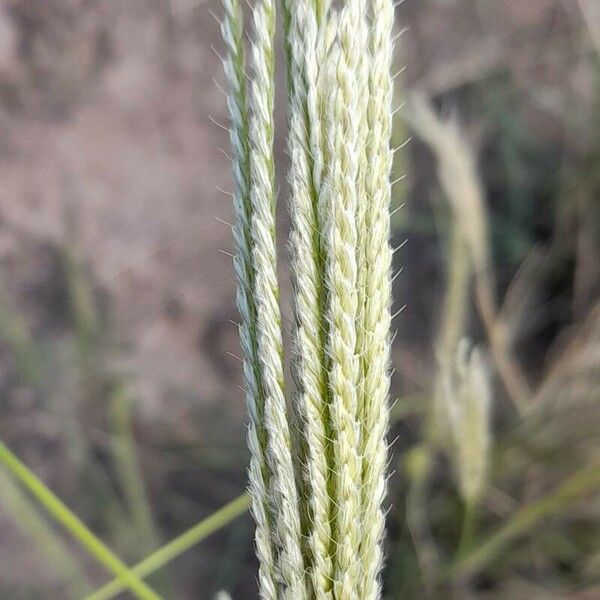 Chloris Castilloniana Plant Care & How to Grow, Water