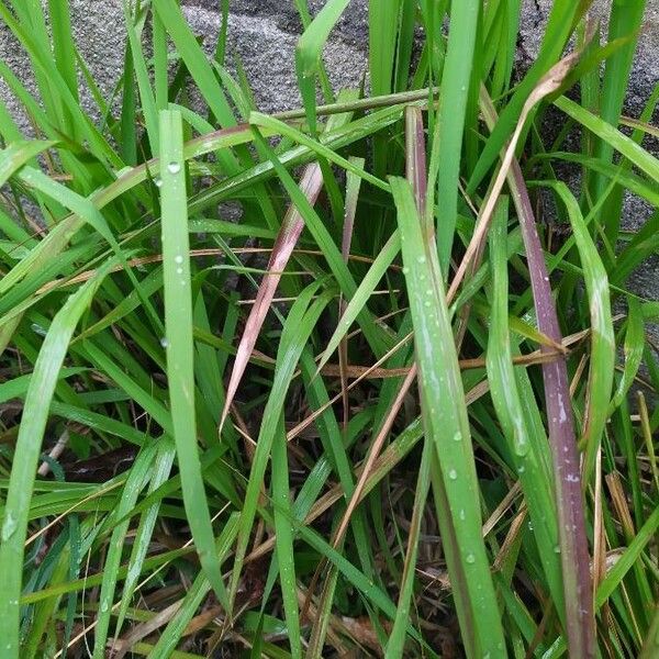 Spiderweb Chloris (Chloris Pycnothrix) Plant Care & How to Grow, Water