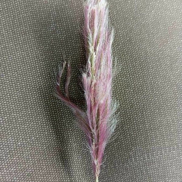 Chloris Roxburghiana Plant Care & How to Grow, Water