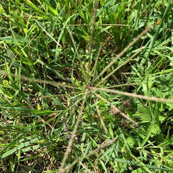 Tumble Windmill Grass (Chloris Verticillata) Care Guide: Water, Soil ...