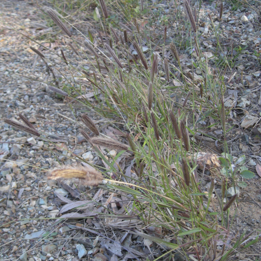 Feather Finger Grass (Chloris Virgata) Plant Care & How to Grow, Water