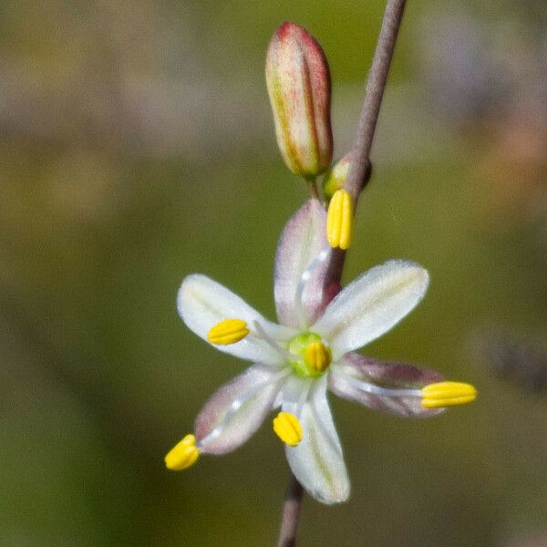 Small-Flowered Soaproot (Chlorogalum Parviflorum) Care Guide: Water ...
