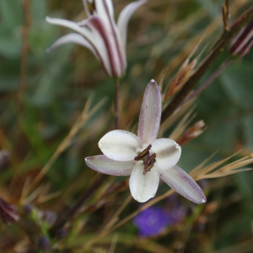 Amole (Chlorogalum Pomeridianum) Plant Care & How to Grow, Water