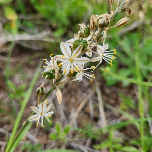 Chlorophytum Affine Plant Care & How to Grow, Water