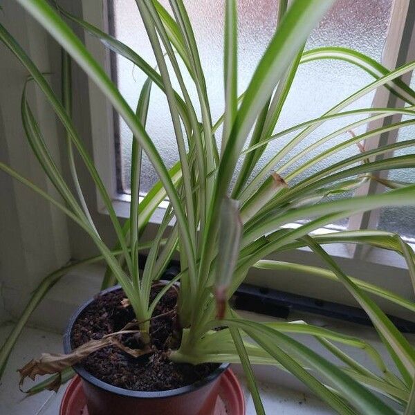 Bracketplant (Chlorophytum Capense) Plant Care & How to Grow, Water