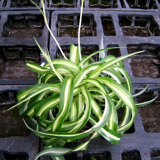 Spider (Chlorophytum Comosum) Plant Care & How to Grow, Water