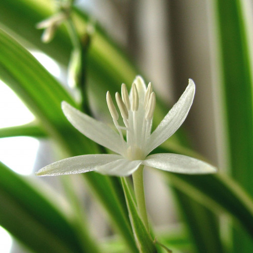 Spider (Chlorophytum Viridescens) Plant Care & How to Grow, Water