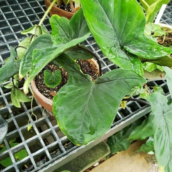Chlorospatha Longipoda Care Guide: Water, Soil & Propagation - Plantiary