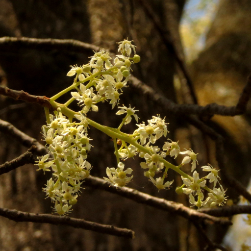 East Indian Satinwood (Chloroxylon Swietenia) Plant Care & How to Grow ...