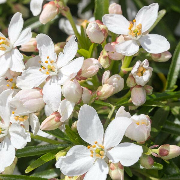 Mexican Orange (Choisya Dumosa) Plant Care & How to Grow, Water