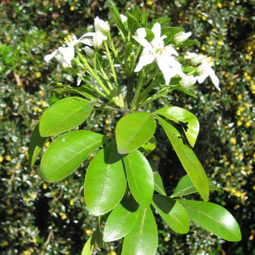 Mexican Orange (Choisya Ternata) Plant Care & How to Grow, Water