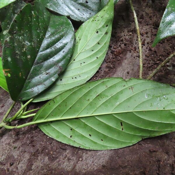 Chomelia Venulosa Plant Care & How to Grow, Water