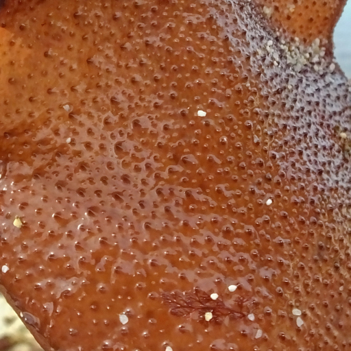 Chondracanthus Exasperatus Plant Care & How to Grow, Water