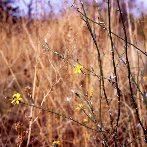 Rush Skeletonweed (Chondrilla Juncea) Plant Care & How to Grow, Water