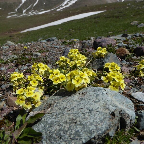 Chorispora Macropoda Plant Care & How to Grow, Water