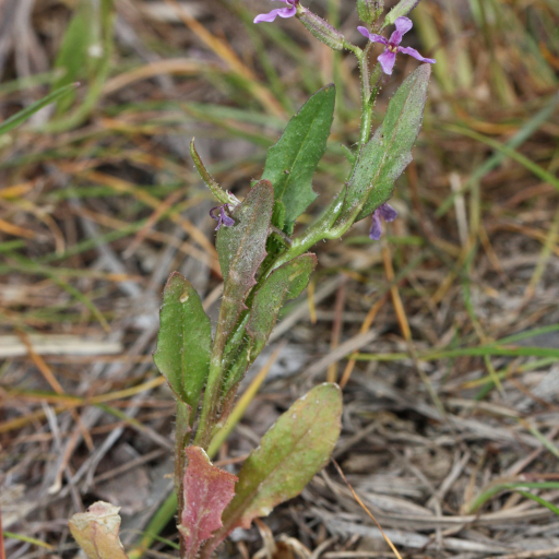Blue Mustard (Chorispora Tenella) Plant Care & How to Grow, Water