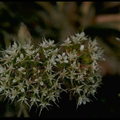 Howell's Spineflower (Chorizanthe Howellii) Plant Care & How to Grow, Water