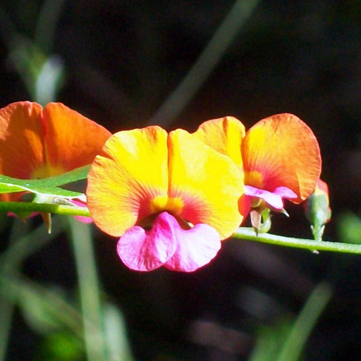 Heart-Leaf Flame Pea (Chorizema Cordatum) Plant Care & How to Grow, Water