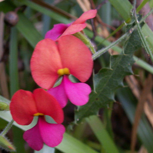 Holly Flame-Pea (Chorizema Ilicifolium) Care Guide: Water, Soil ...