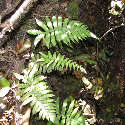 Parasitic Tri-Vein Fern (Christella Parasitica) Care Guide: Water, Soil ...