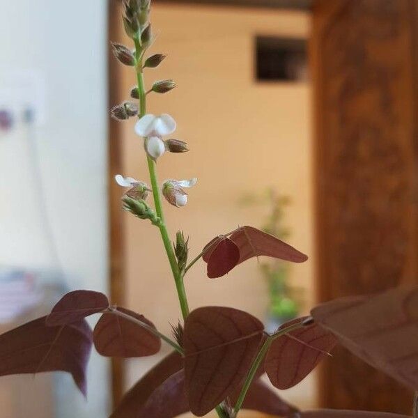 Red Butterfly Wing (Christia Vespertilionis) Plant Care & How to Grow ...