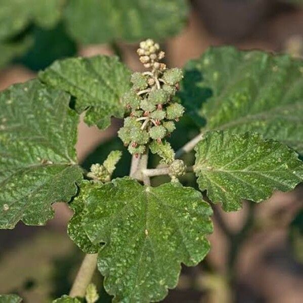 Suryavarti (Chrozophora Rottleri) Plant Care & How to Grow, Water