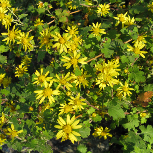 Indian Chrysanthemum (Chrysanthemum Indicum) Plant Care & How to Grow ...