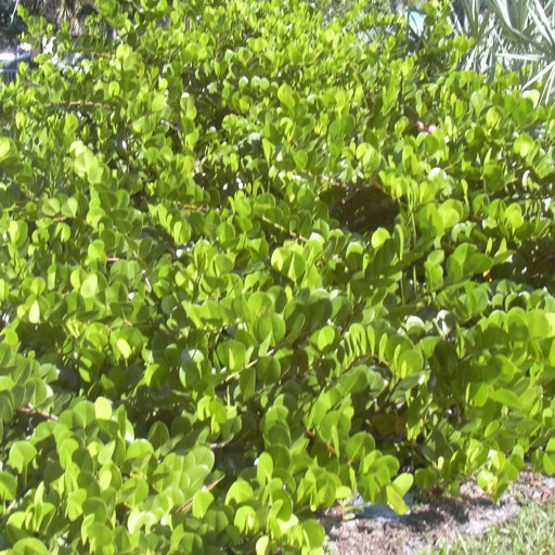 Cocoplum (Chrysobalanus Icaco) Plant Care & How to Grow, Water