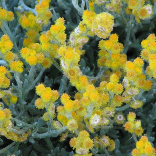 Yellow Buttons (Chrysocephalum Apiculatum) Plant Care & How to Grow, Water