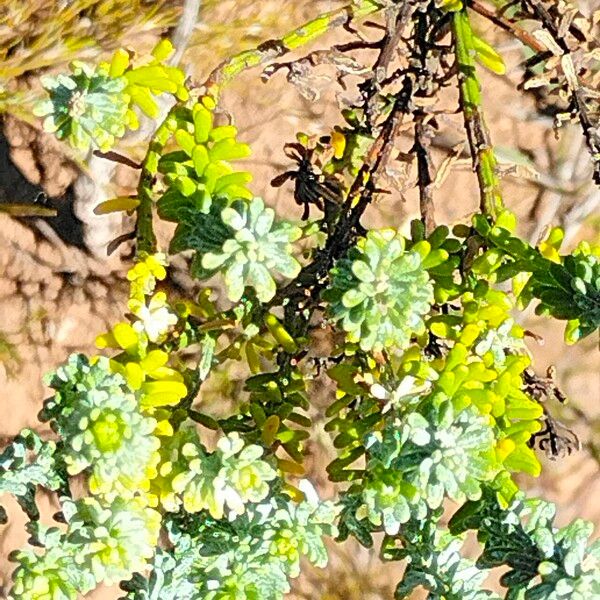 Shrub Goldilocks (Chrysocoma Coma-Aurea) Plant Care & How to Grow, Water