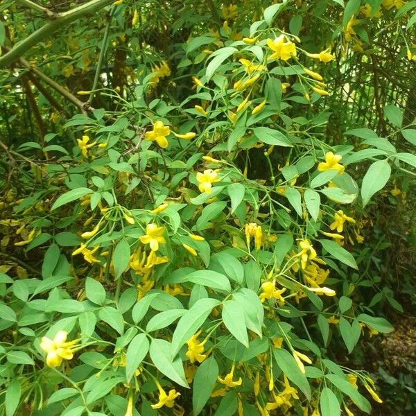 Italian Jasmine (Chrysojasminum Humile) Plant Care & How to Grow, Water