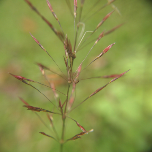 Pilipiliula (Chrysopogon Aciculatus) Plant Care & How to Grow, Water