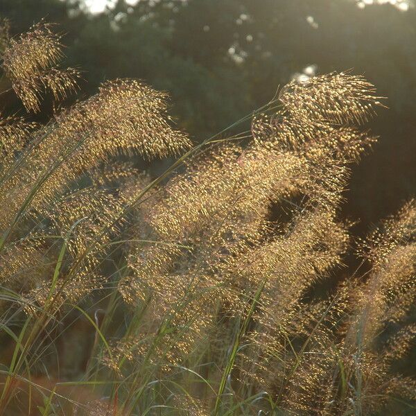 Gawara (Chrysopogon Nodulibarbis) Plant Care & How to Grow, Water