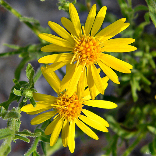 Coastal Plain Goldenaster (Chrysopsis Scabrella) Plant Care & How to ...