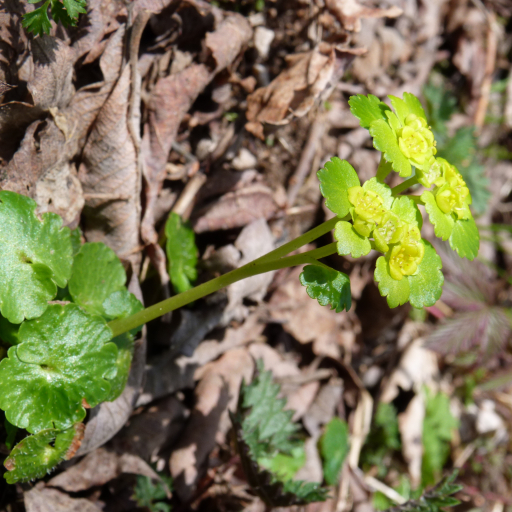 Alternate-Leaved Golden Saxifrage (Chrysosplenium Alternifolium) Plant ...