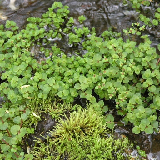American Golden-Saxifrage (Chrysosplenium Americanum) Plant Care & How ...