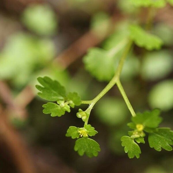 Stolon Golden Saxifrage (Chrysosplenium Flagelliferum) Plant Care & How ...