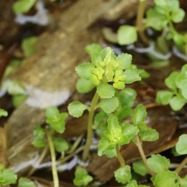Gray's Golden Saxifrage (Chrysosplenium Grayanum) Plant Care & How to ...